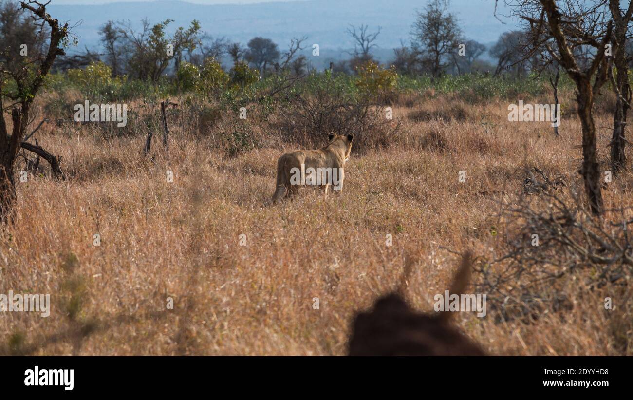 A lion in the distance standing in the bush in South Africa Stock Photo ...