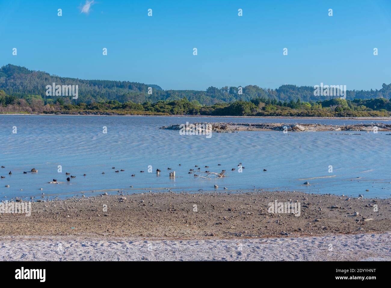 Sulphur point at Rotorua, New Zealand Stock Photo - Alamy