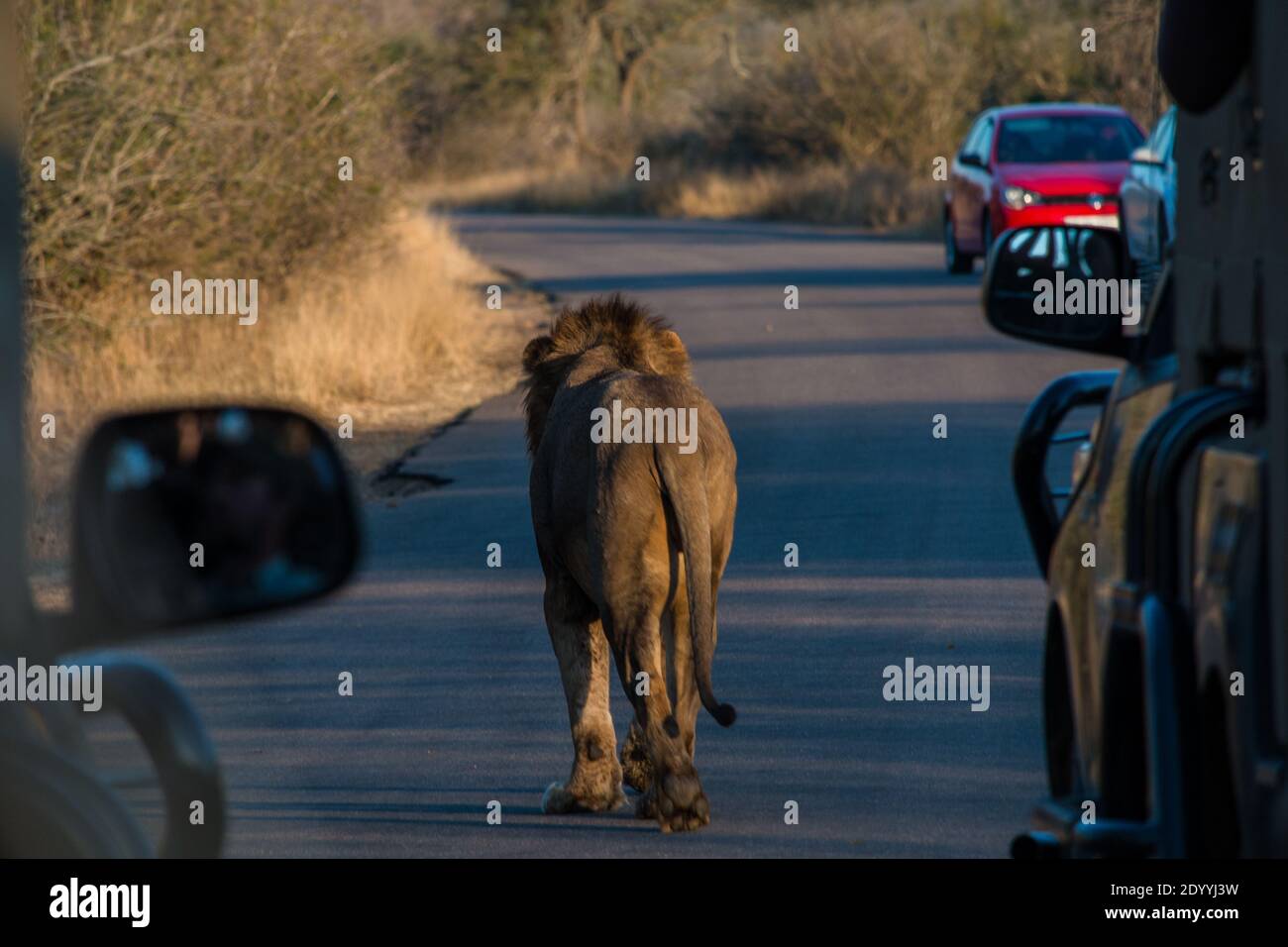 A male lion crossing the street in South Africa with cars in the ...