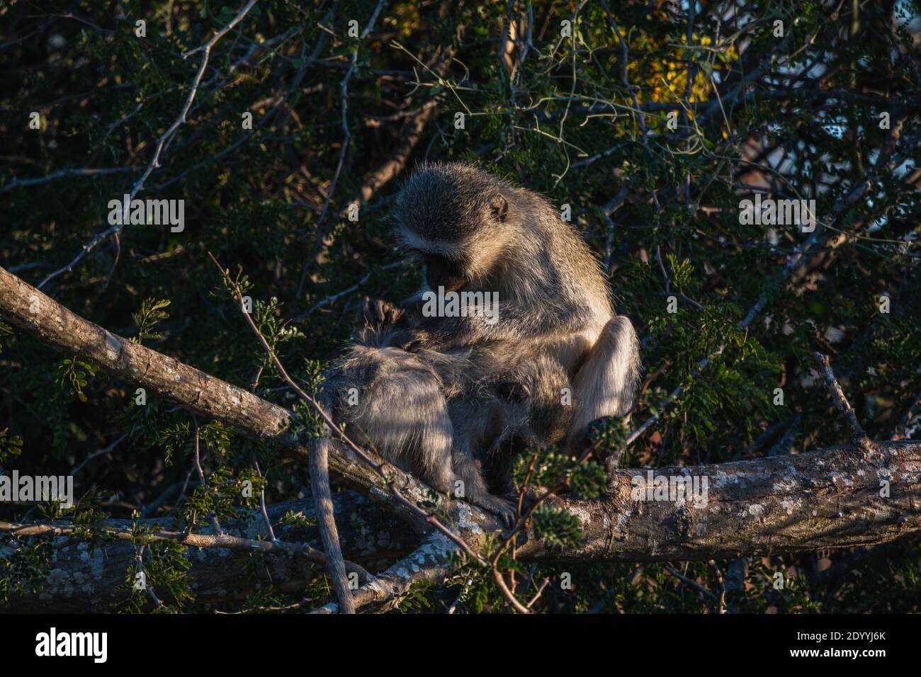Monkey cleaning another monkey hi-res stock photography and images - Alamy