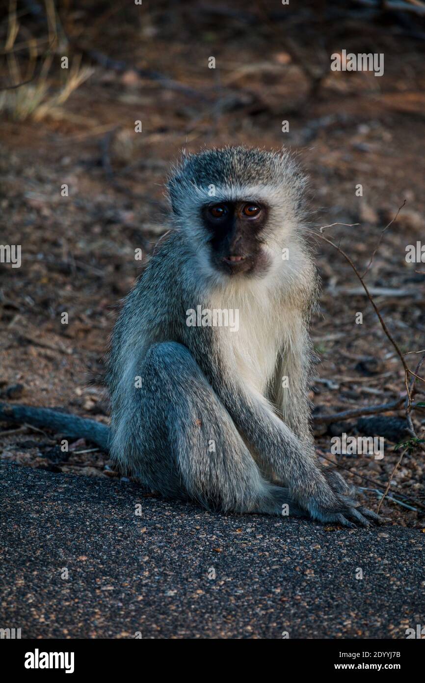 Portrait of a Vervet Monkey in South Africa Stock Photo - Alamy