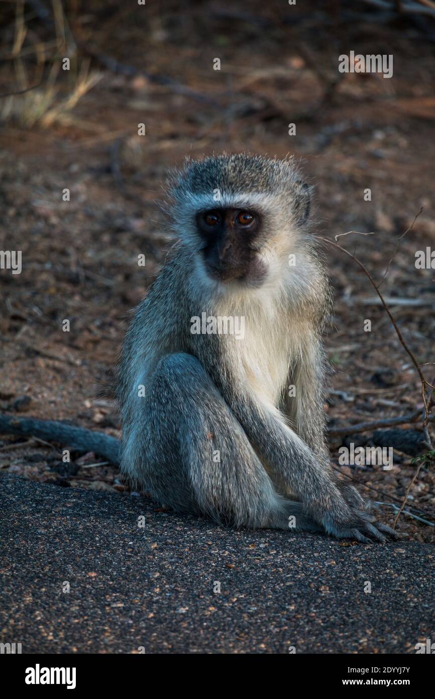 Portrait of a Vervet Monkey in South Africa Stock Photo - Alamy