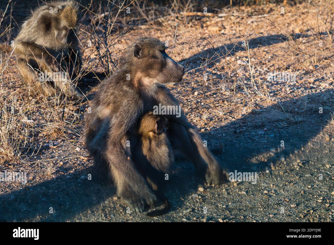 A mother baboon nursing her infant in Kruger National Park Stock Photo ...