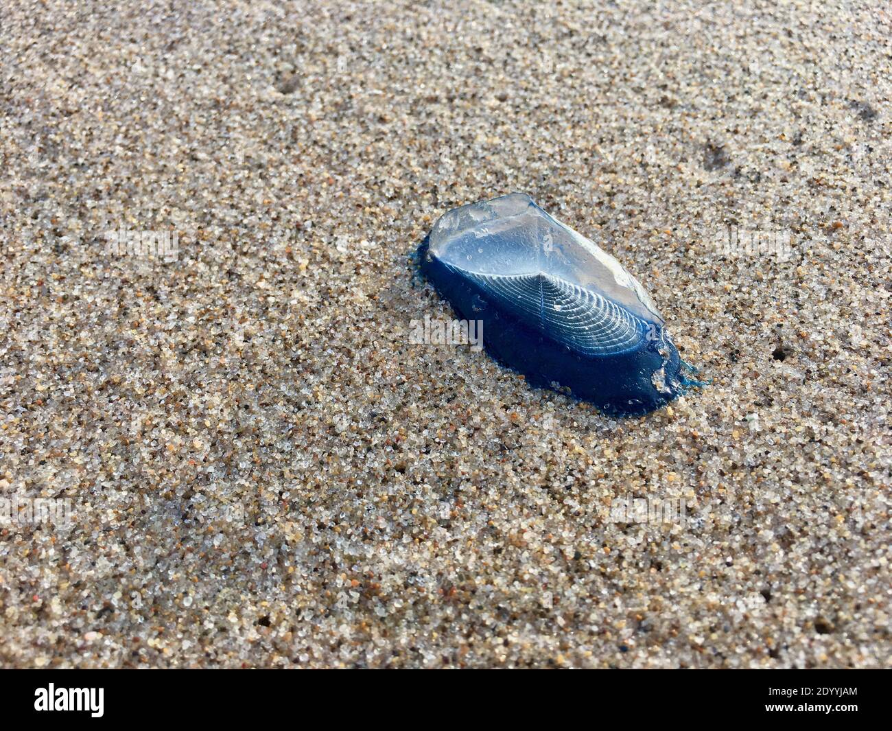 barchetta di San Pietro, a floating colony of polyps the blue polyps ...