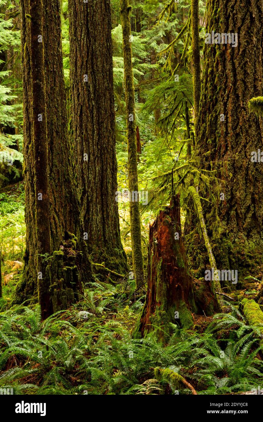 Ancient groves nature trail hi-res stock photography and images - Alamy