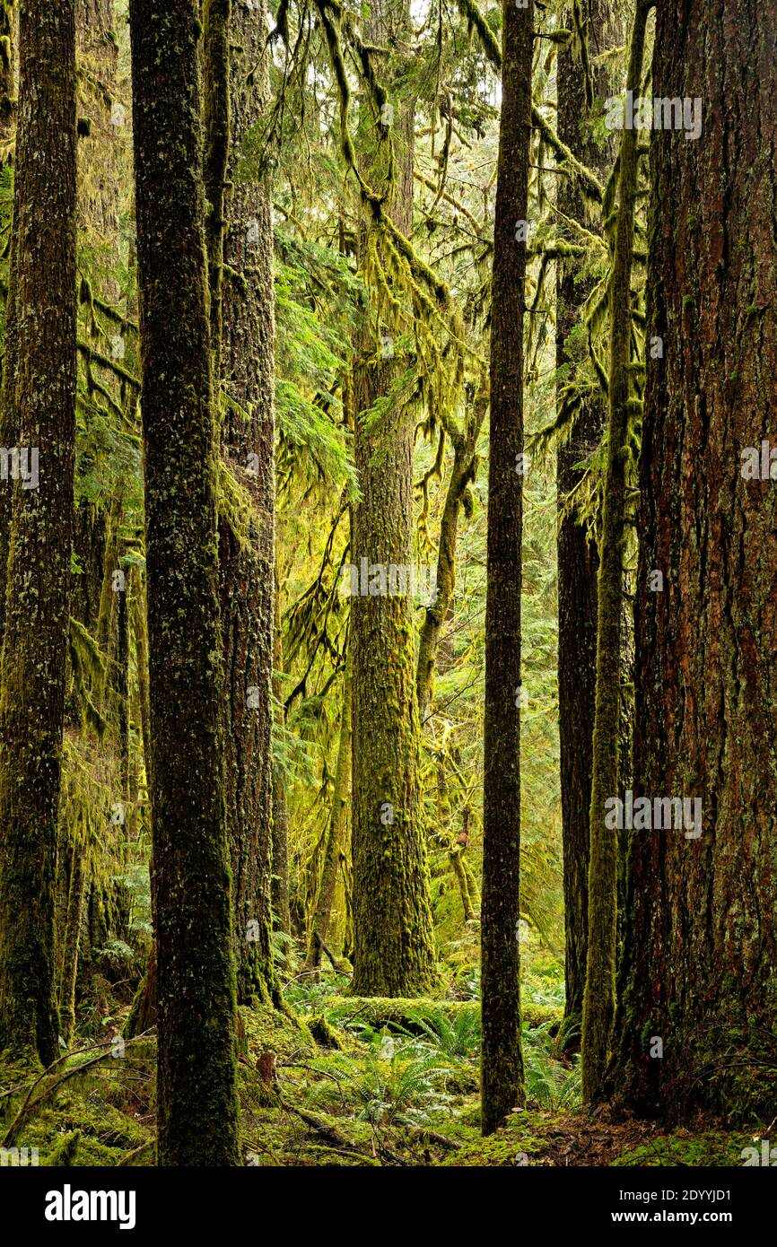 WA18906-00...WASHINGTON - Forest in the Ancient Groves nature trail in ...