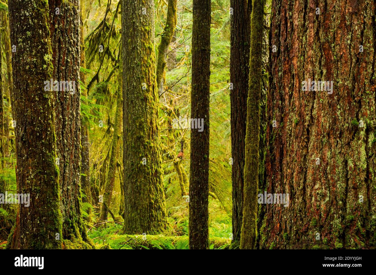 Sol duc valley hi-res stock photography and images - Alamy
