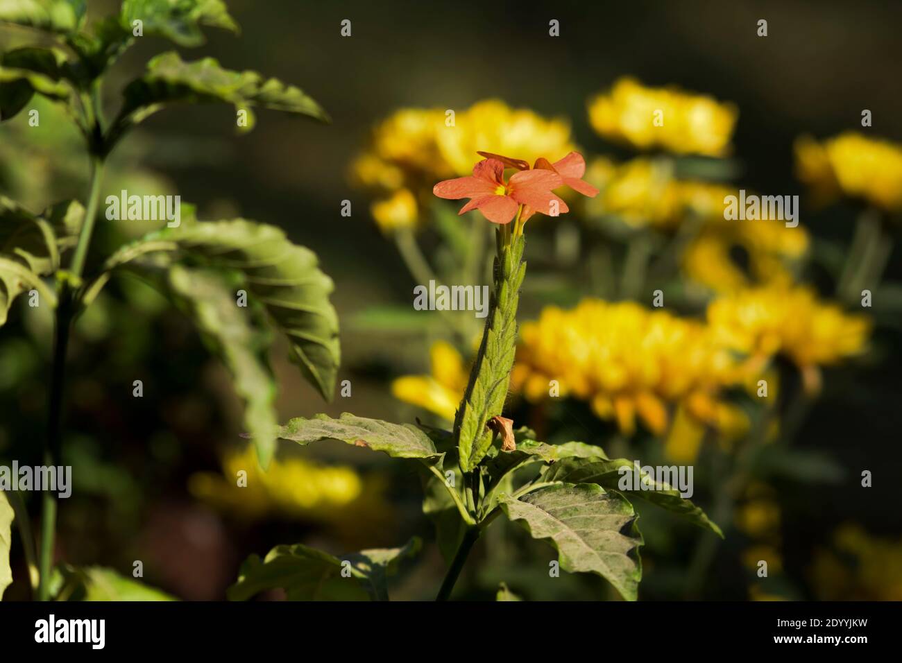 Orange Firecracker flower Crossandra infundibuliformis found in ...