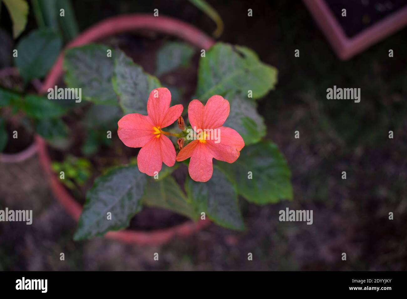 Orange Firecracker flower Crossandra infundibuliformis found in ...