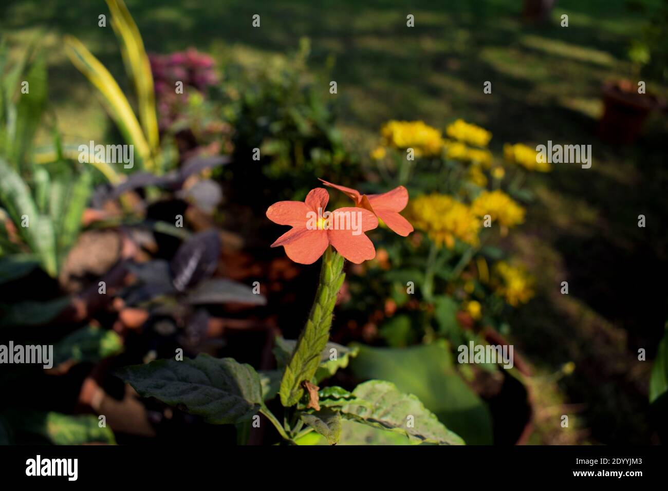 Orange Firecracker flower Crossandra infundibuliformis found in ...