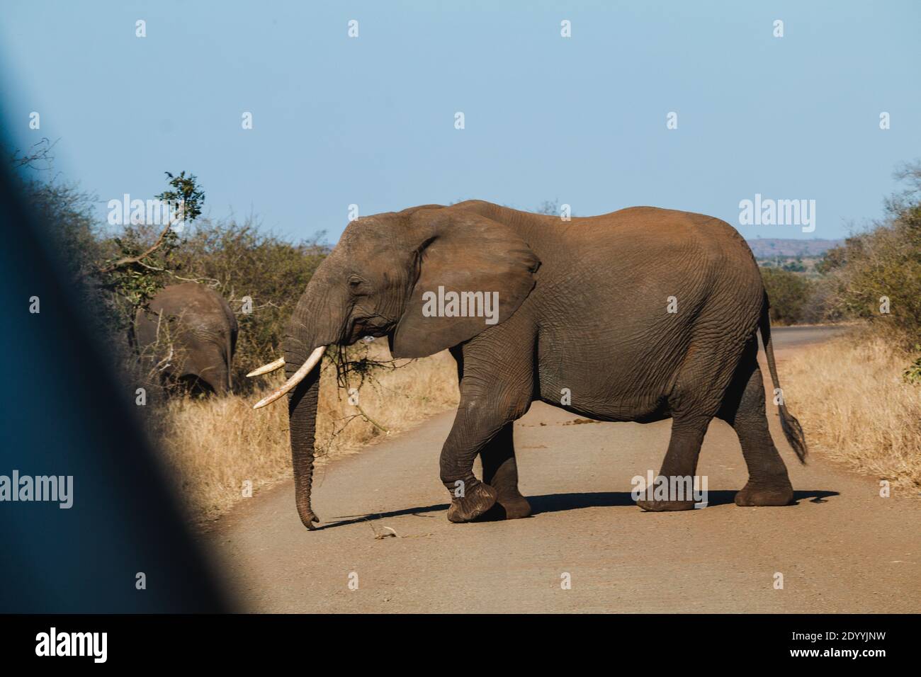 An elephant crossing the road in Kruger park Stock Photo - Alamy