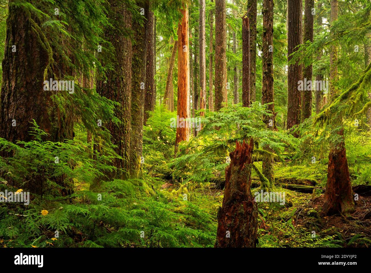 Sol duc valley hi-res stock photography and images - Alamy