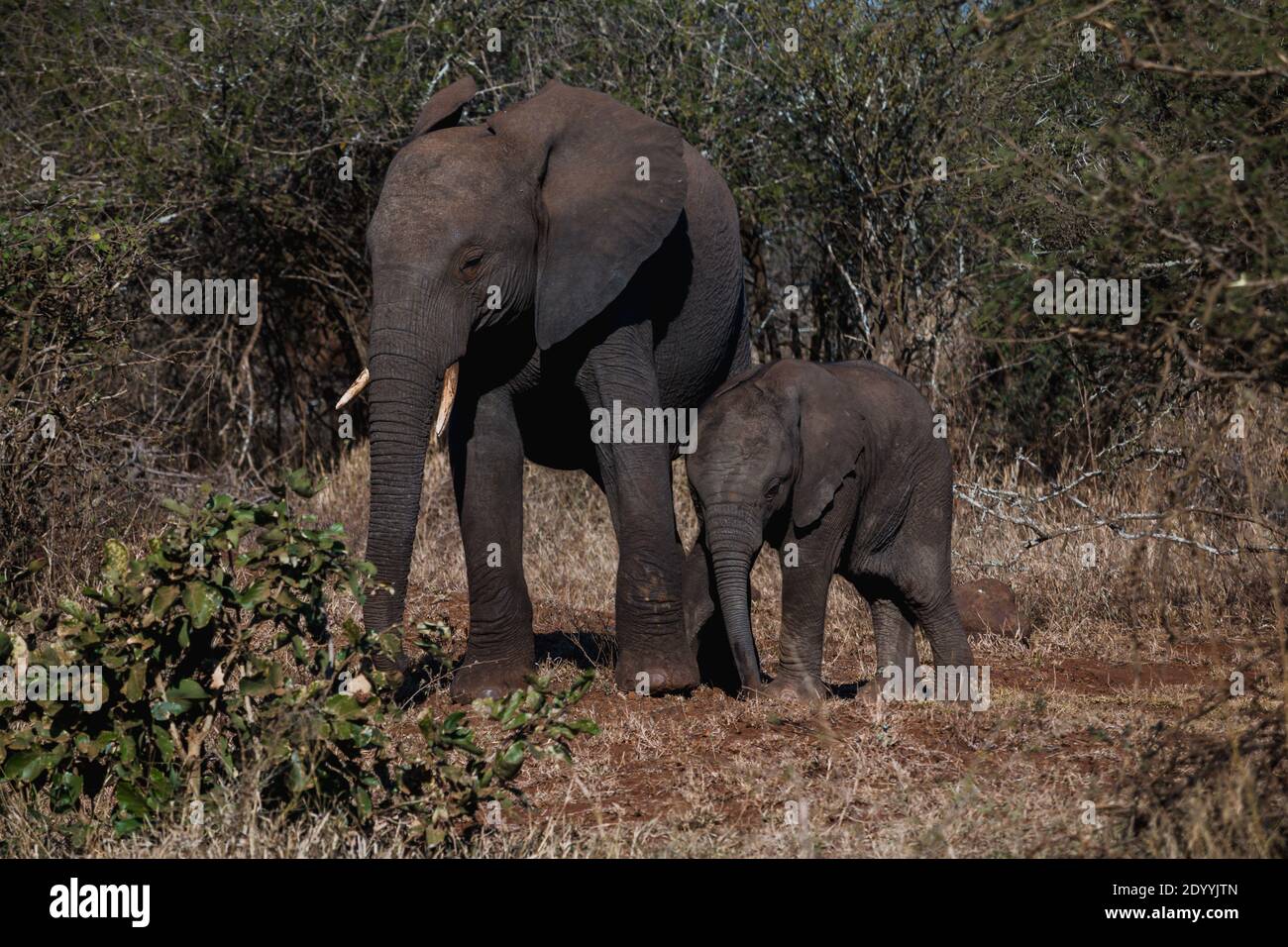 Big mama elephant hi-res stock photography and images - Alamy