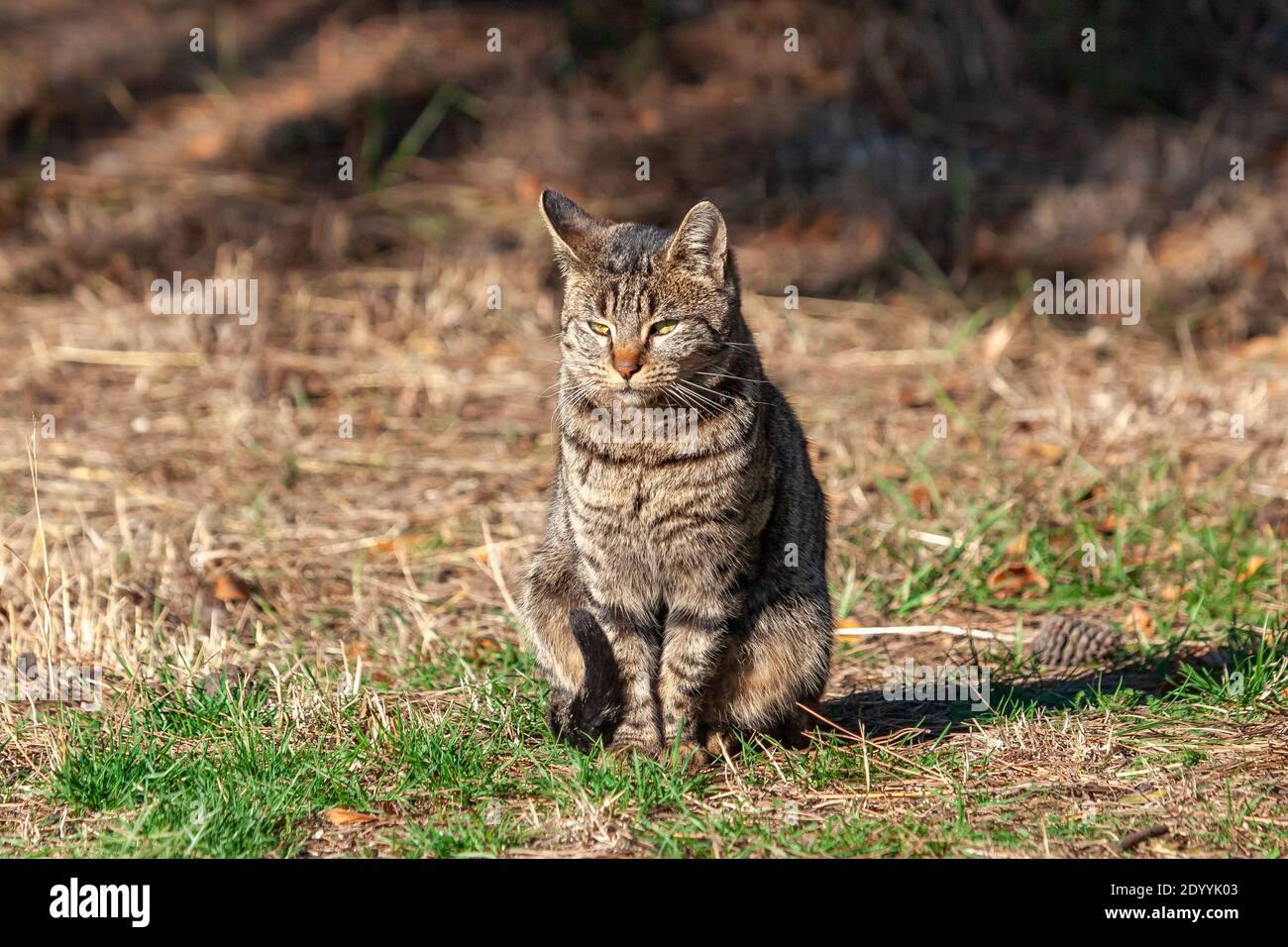 Brown Tabby Cat With Amber Eyes