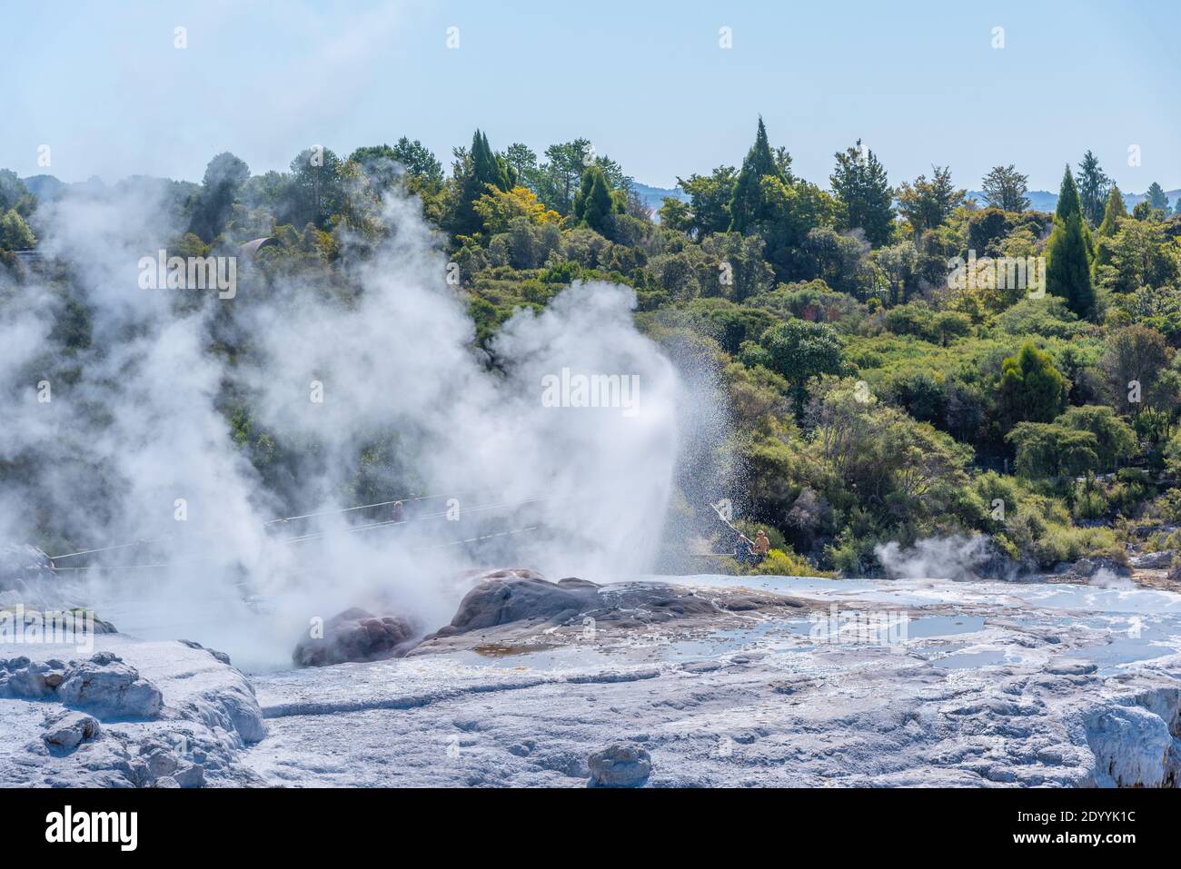 Pohutu geyser at Te puia village near Rotorua, New Zealand Stock Photo ...