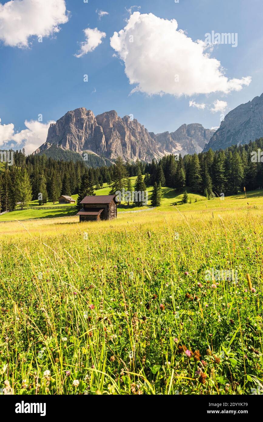 Wooden hay huts on a flowering alpine meadow at Zwischenkofel valley ...