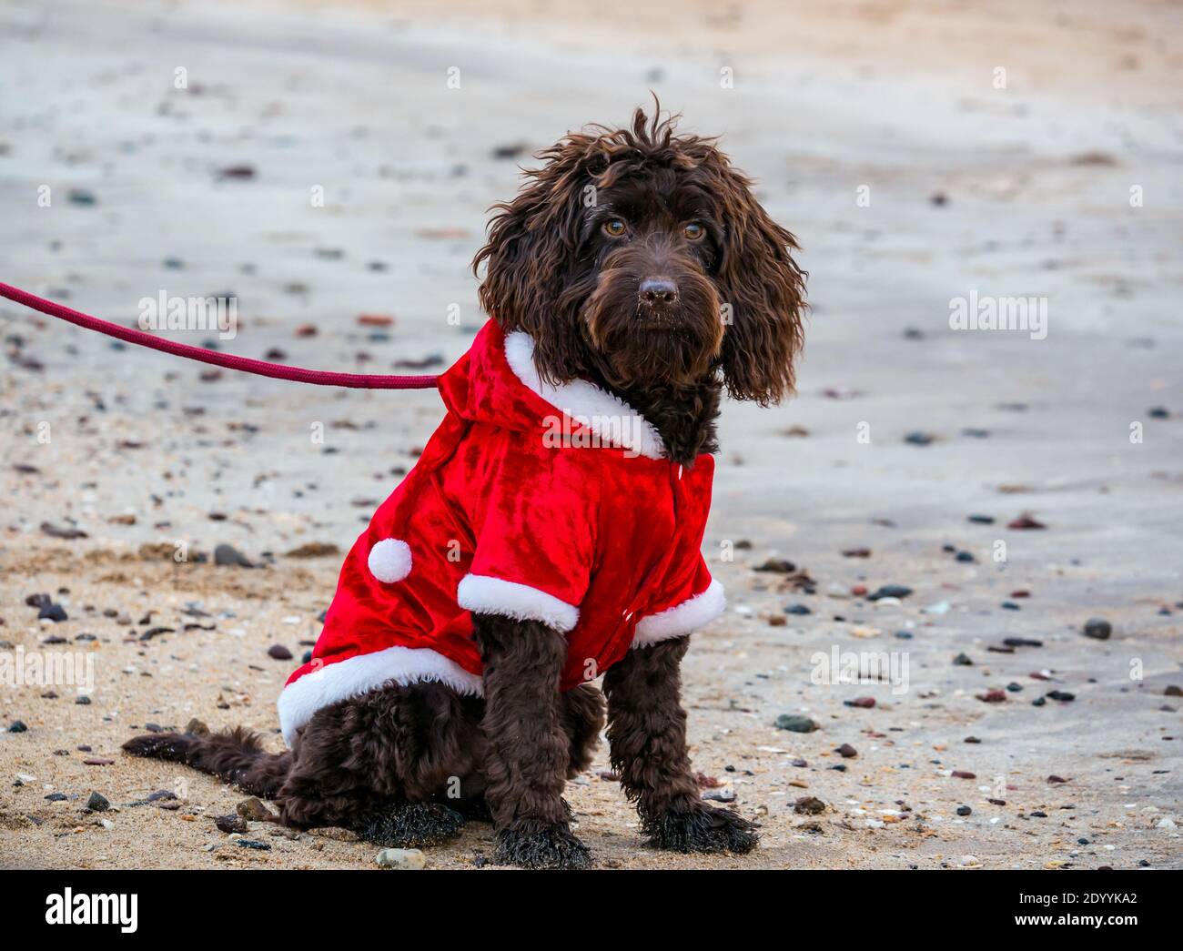 A cute dog dressed in a Santa jacket on the beach, North Berwick, East ...