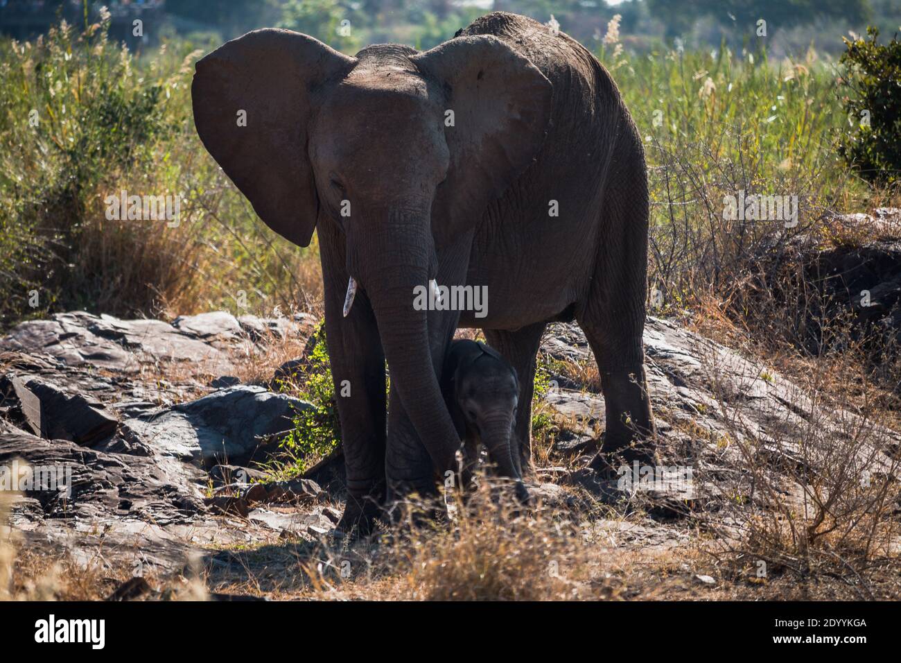 A mama and baby elephant in South Africa Stock Photo - Alamy
