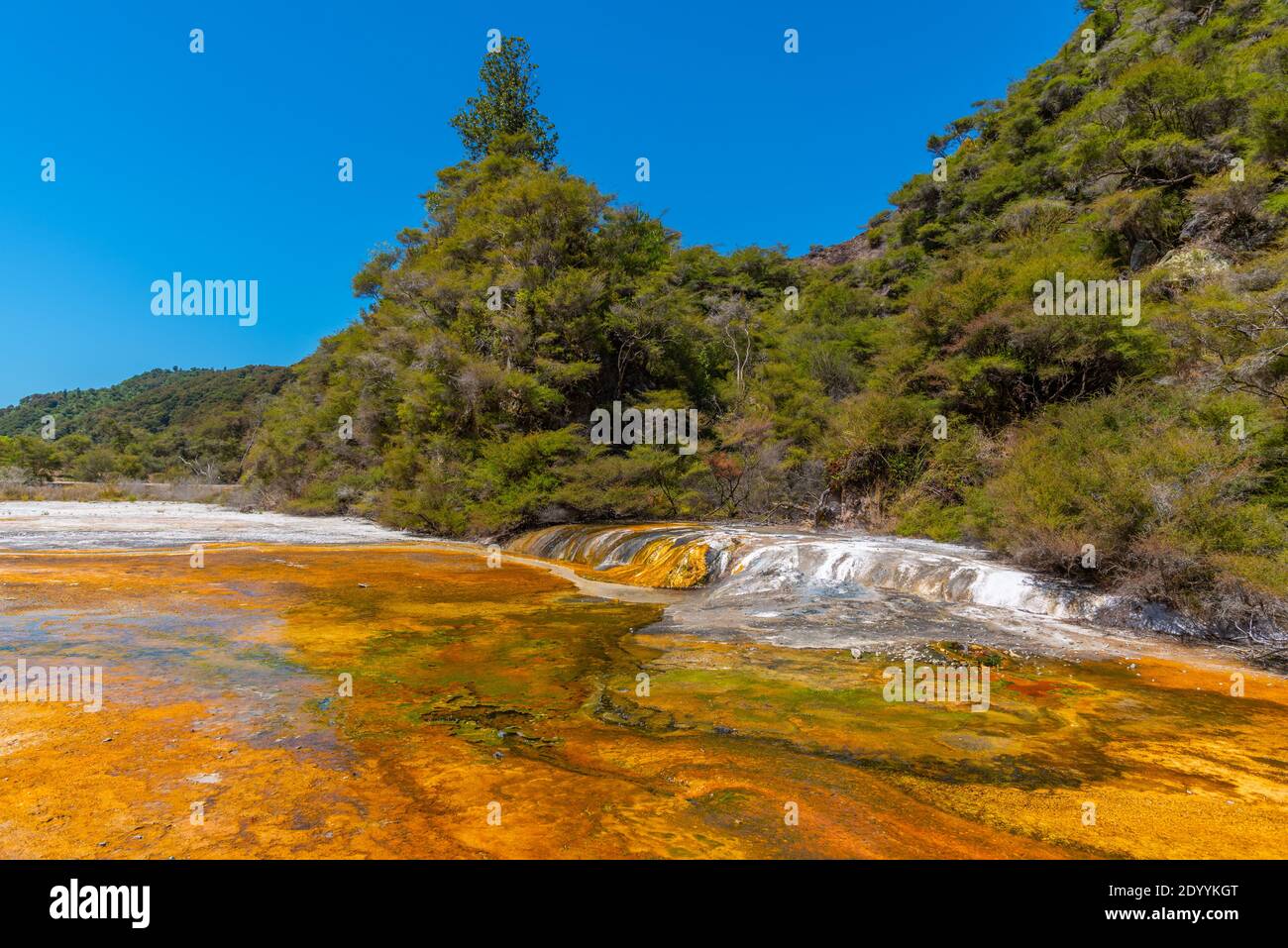 Warbrick terraces at Waimangu volcanic valley in New Zealand Stock ...