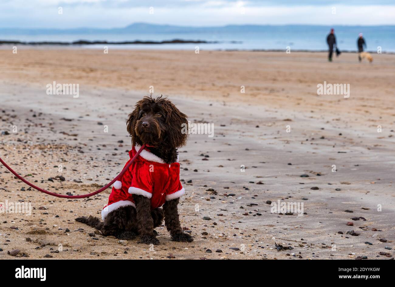 A cute dog dressed in a Santa jacket on the beach, North Berwick, East ...