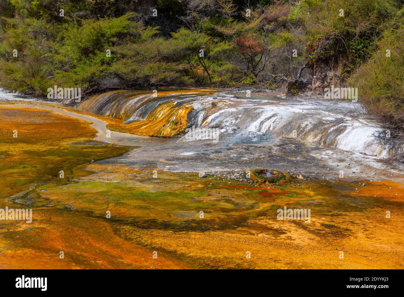 Warbrick terraces at Waimangu volcanic valley in New Zealand Stock ...