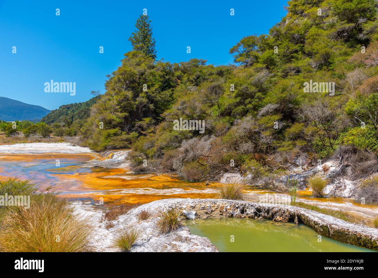 Warbrick terraces at Waimangu volcanic valley in New Zealand Stock ...