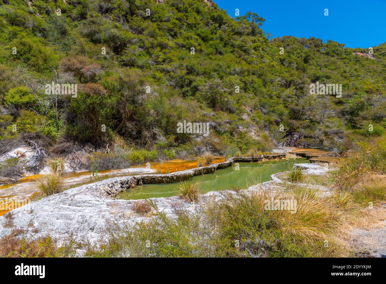 Warbrick terraces at Waimangu volcanic valley in New Zealand Stock ...