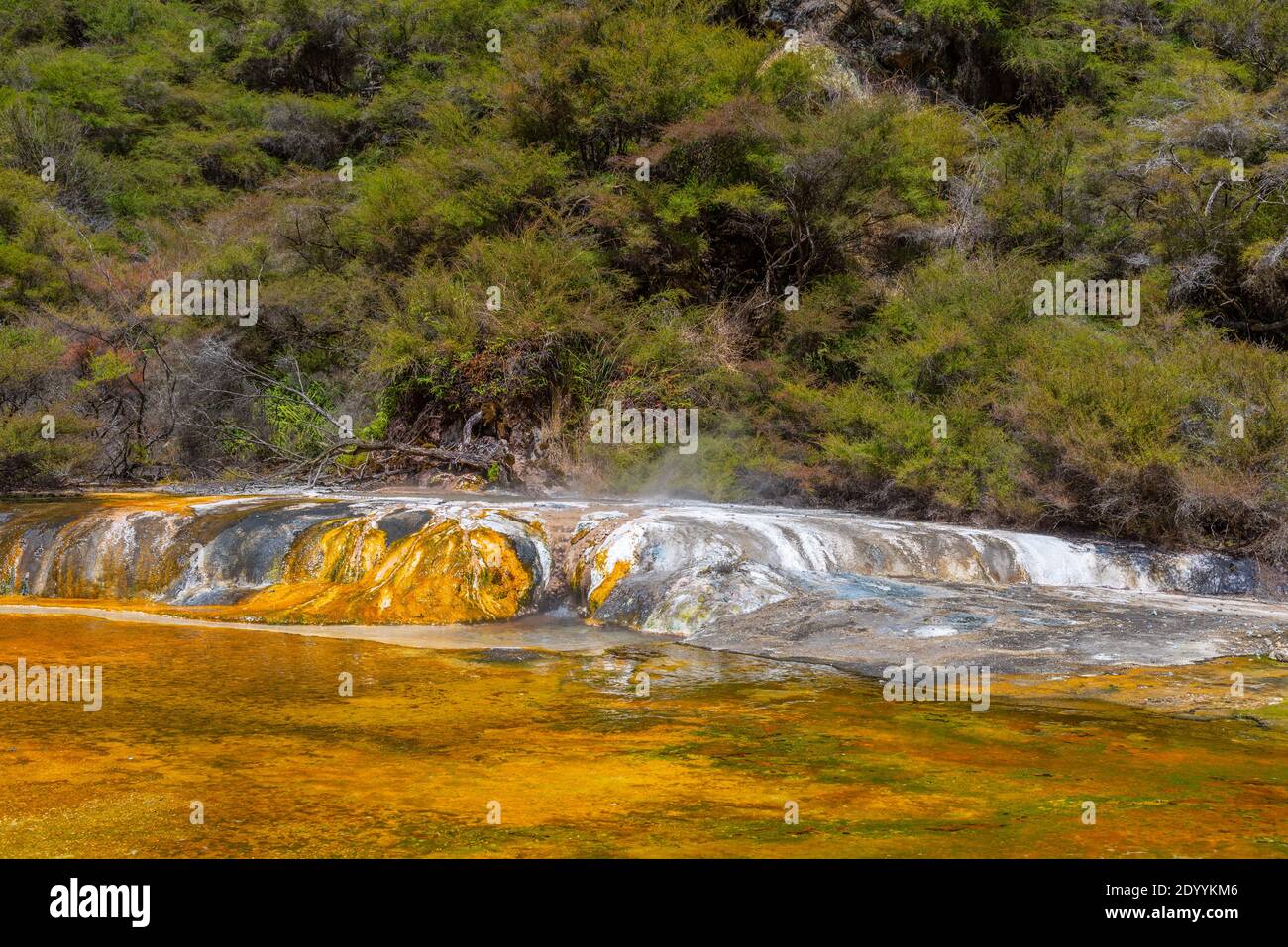 Warbrick terraces at Waimangu volcanic valley in New Zealand Stock ...