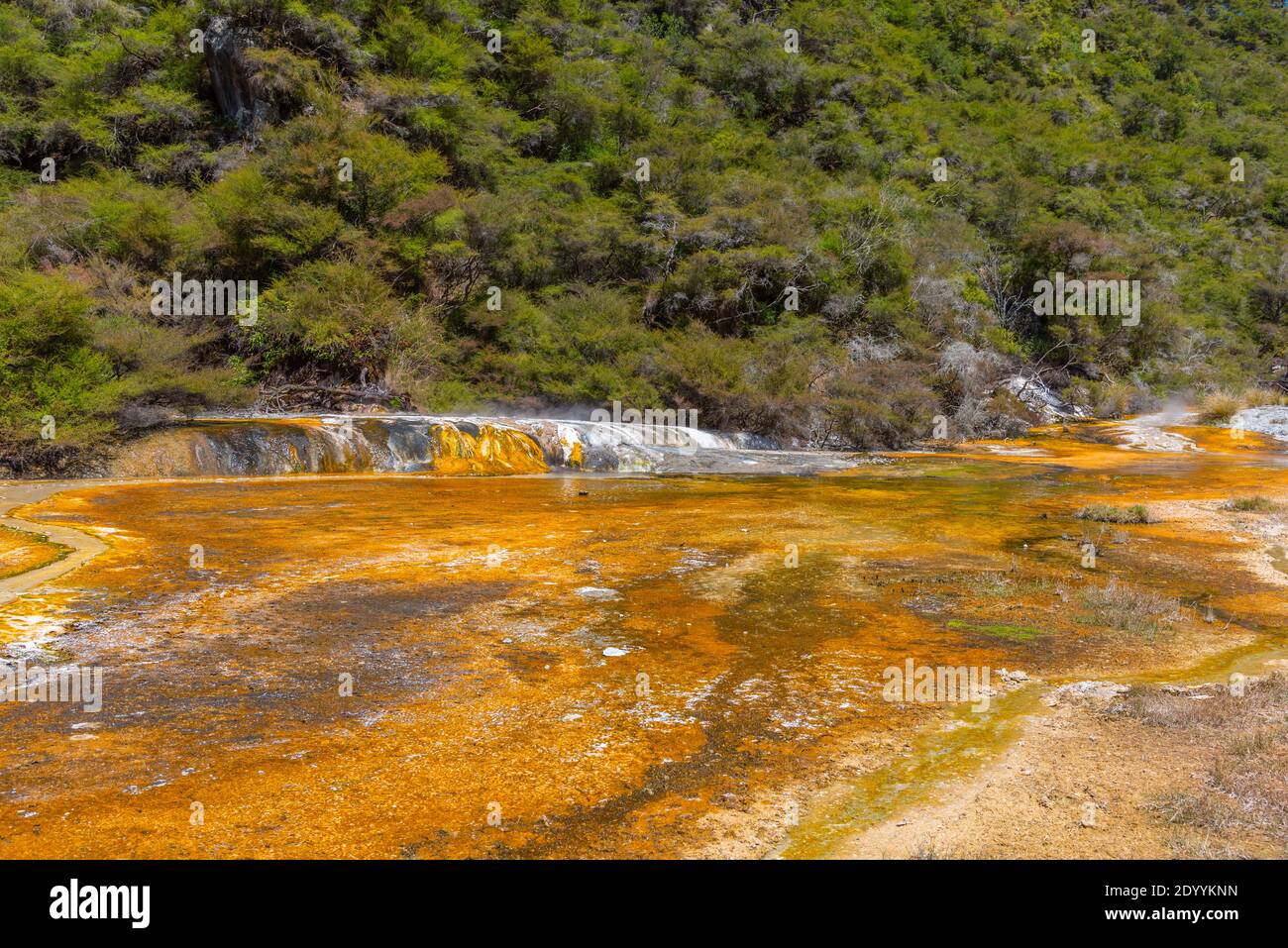 Warbrick terraces at Waimangu volcanic valley in New Zealand Stock ...