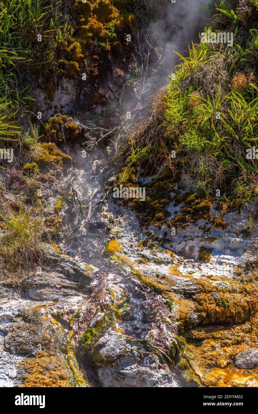 Fumaroles at Waimangu volcanic valley in New Zealand Stock Photo - Alamy