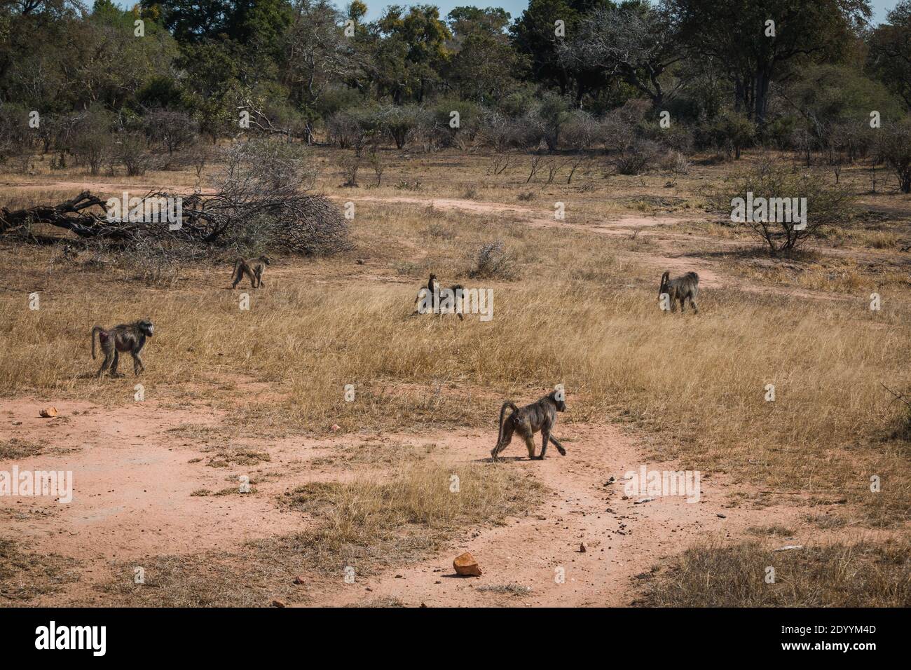 A family of baboons in a field in South Africa Stock Photo - Alamy