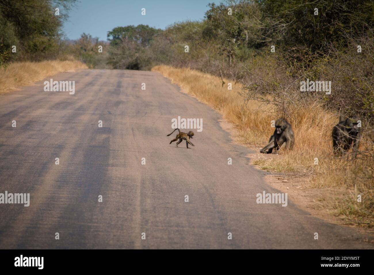 A family of baboons running down the road in Kruger Park Stock Photo ...