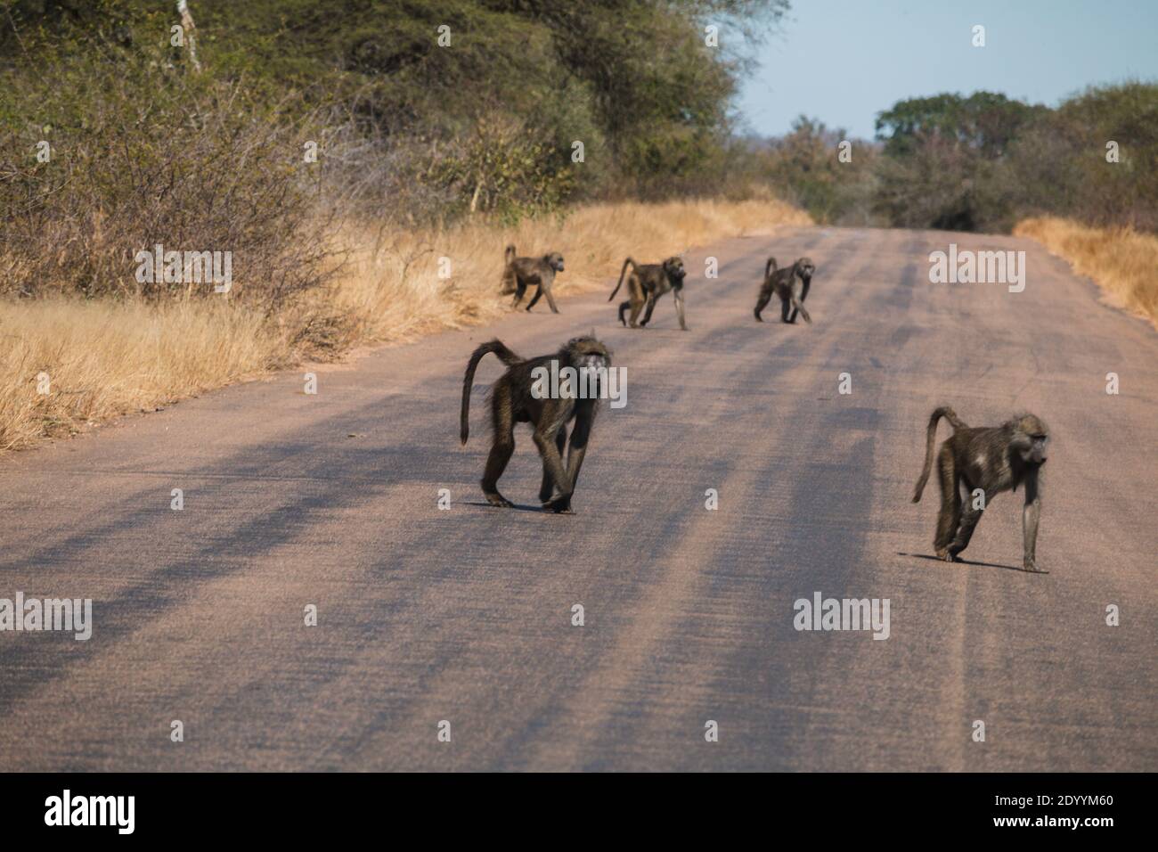 A family of baboons running down the road in South Africa Stock Photo ...