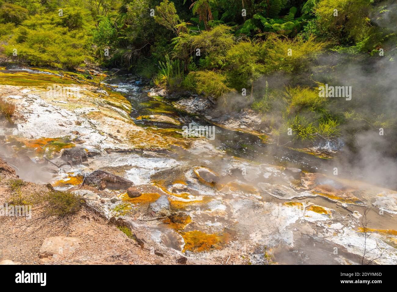 Fumaroles at Waimangu volcanic valley in New Zealand Stock Photo - Alamy