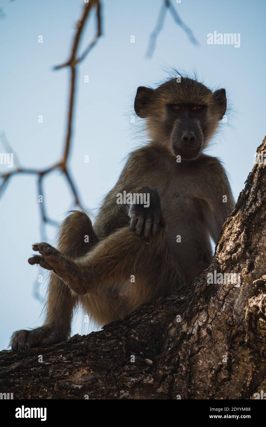 A baboon sitting on a tree in South Africa Stock Photo - Alamy