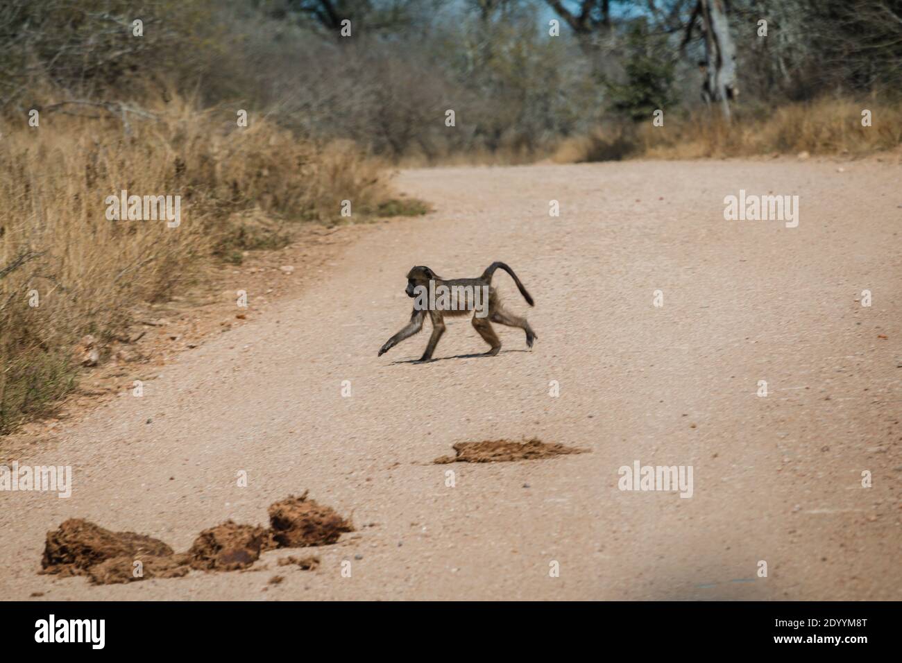 A baboon running across the road in South Africa Stock Photo - Alamy