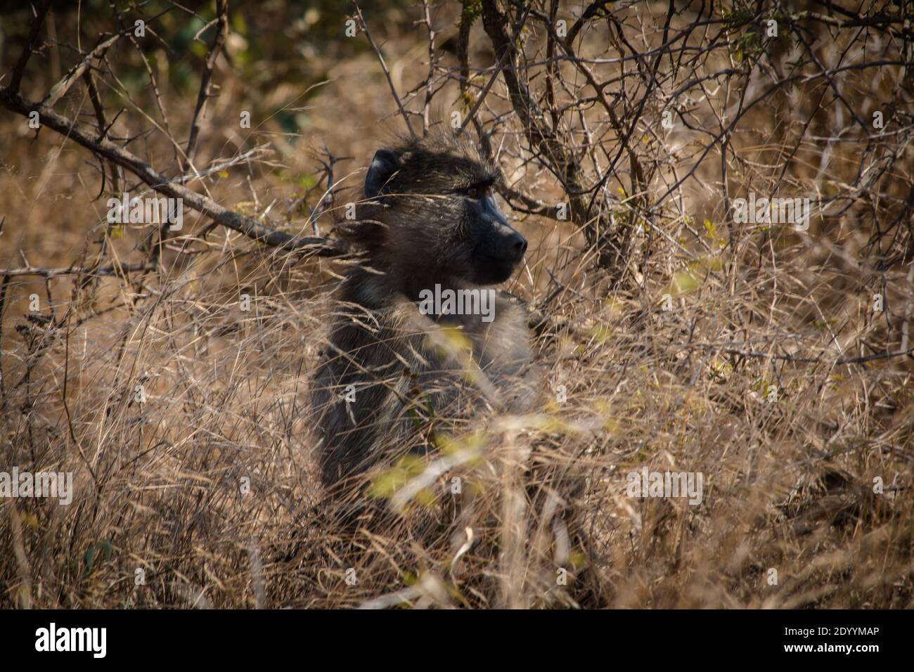 A baboon sitting in the bush in South Africa Stock Photo - Alamy
