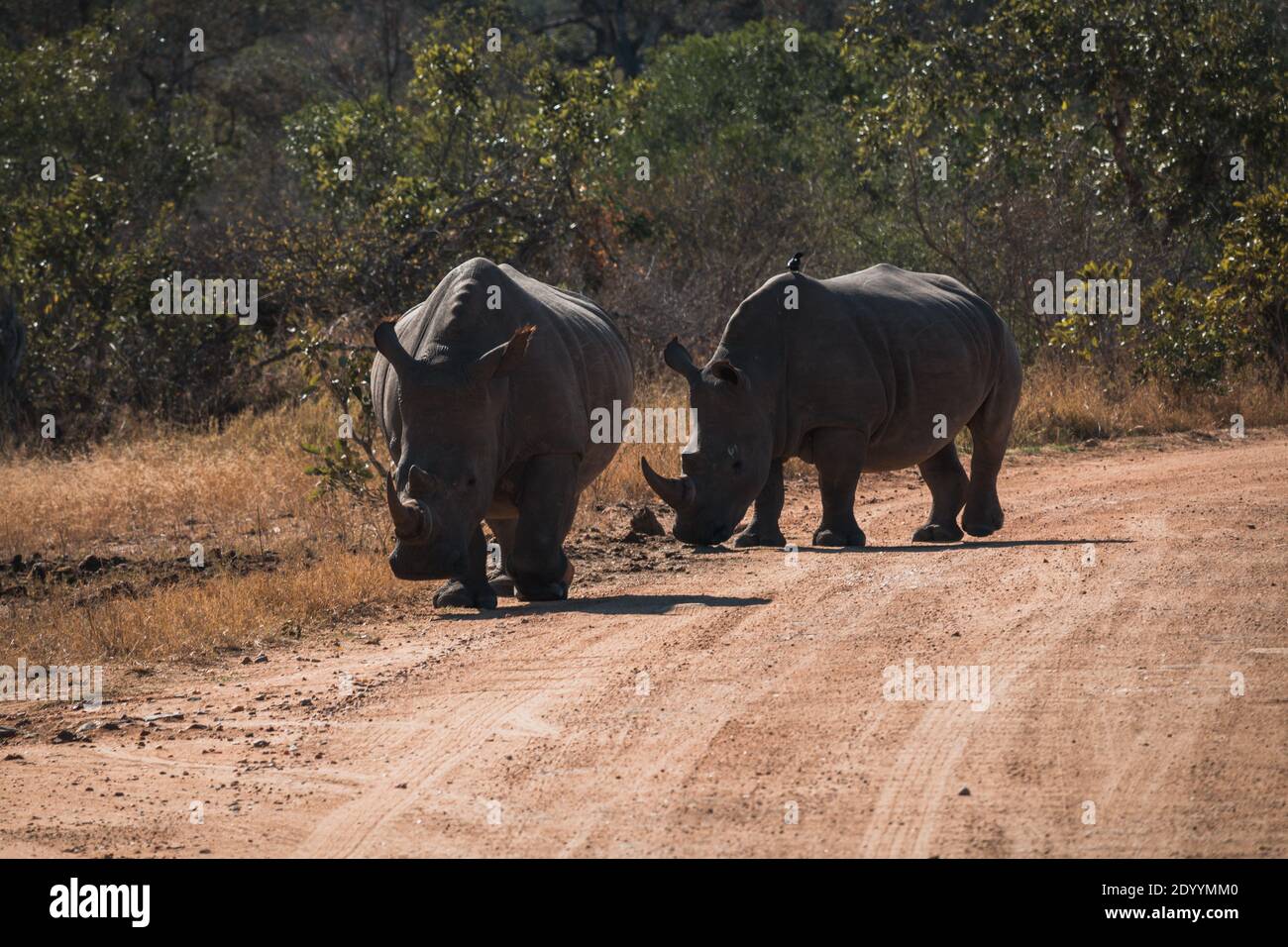 Two rhinoceroses in South Africa while on safari Stock Photo - Alamy