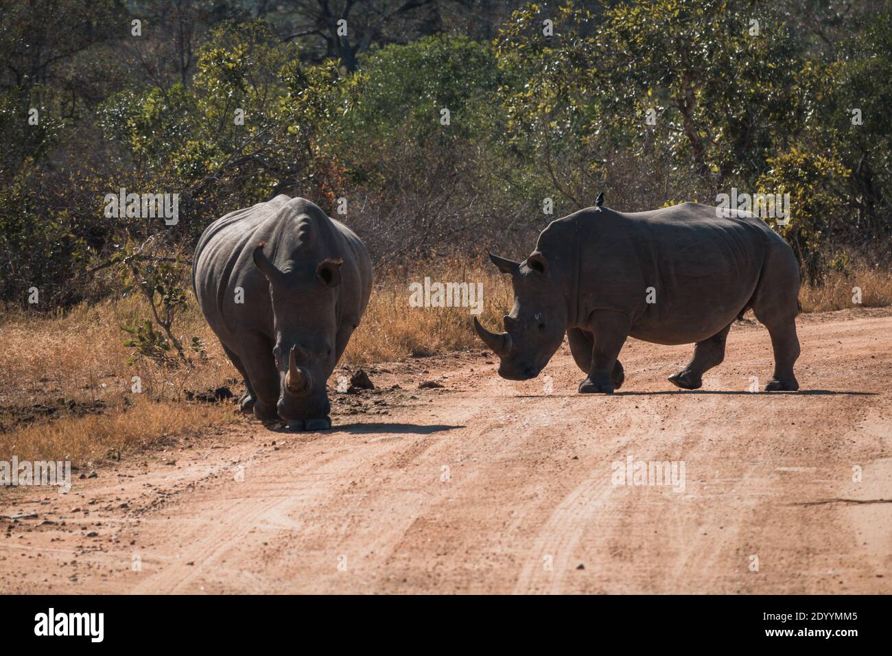 Two rhinoceroses in South Africa while on safari Stock Photo - Alamy