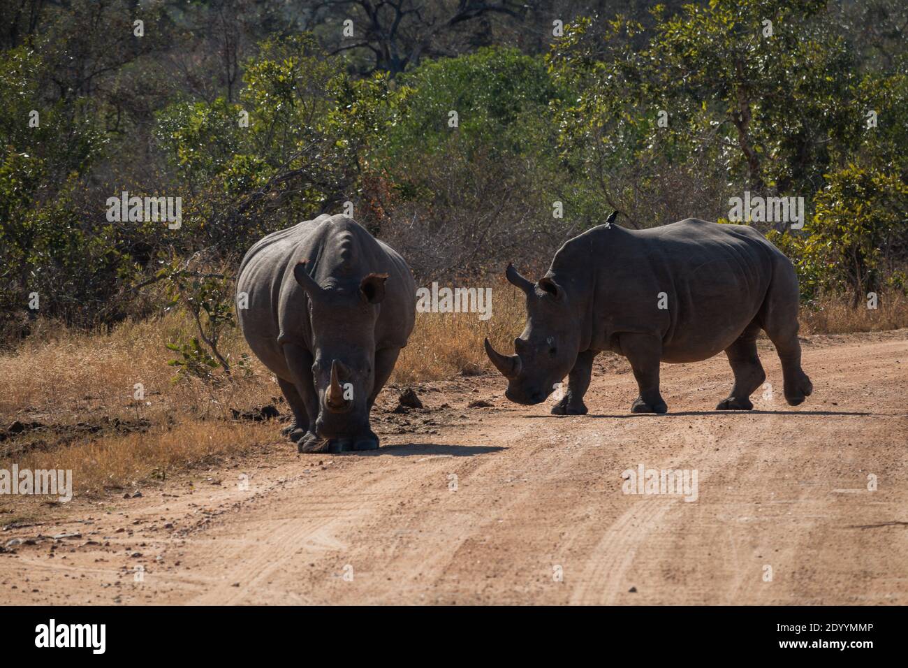 Two rhinoceroses in South Africa while on safari Stock Photo - Alamy