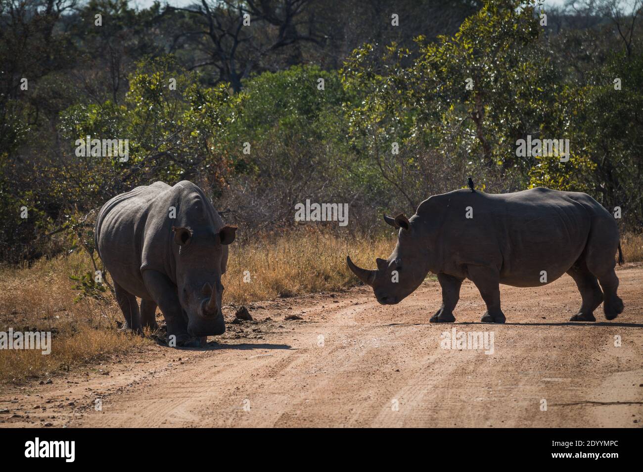 Two rhinoceroses in South Africa while on safari Stock Photo - Alamy
