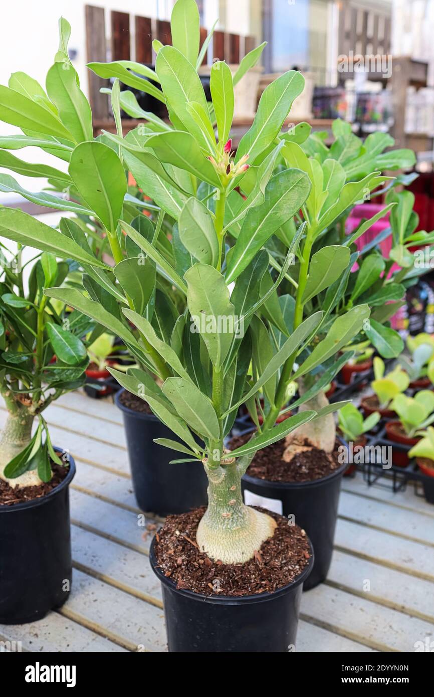 Desert rose plant hi-res stock photography and images - Alamy