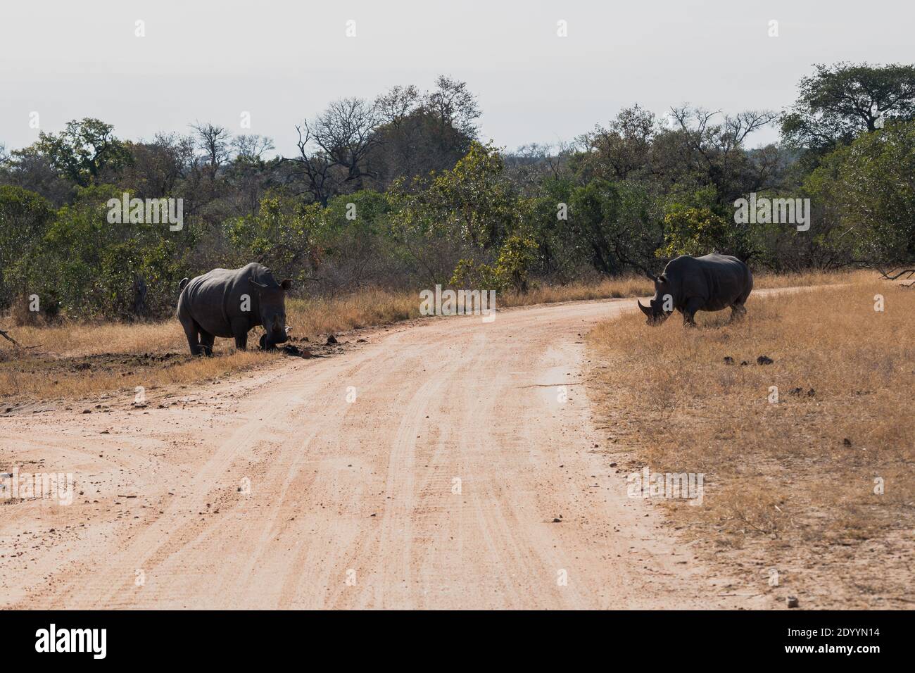 Two rhinoceroses in South Africa while on safari Stock Photo - Alamy