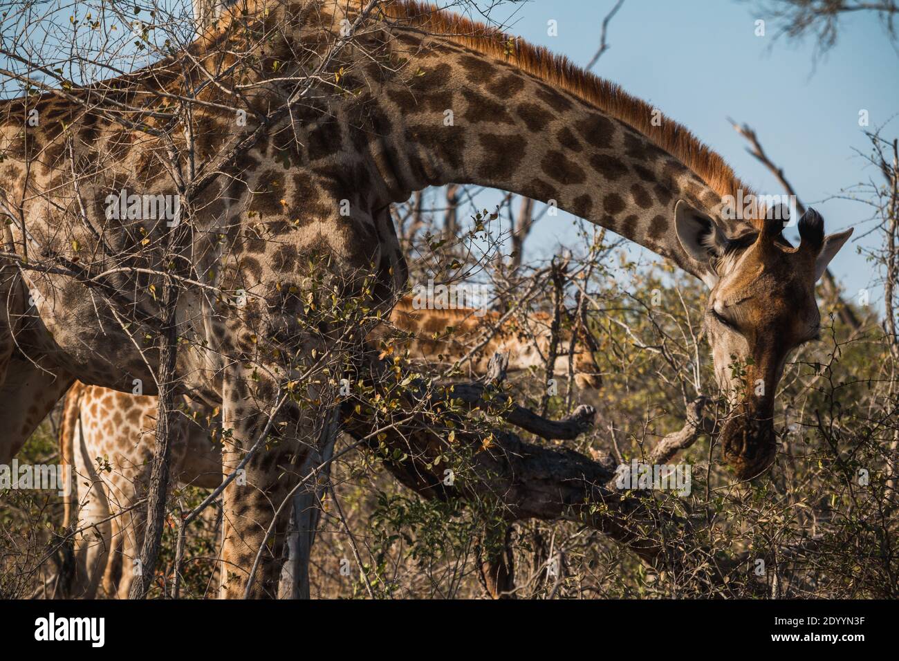 Closeup of a giraffe eating while on safari in South Africa Stock Photo ...