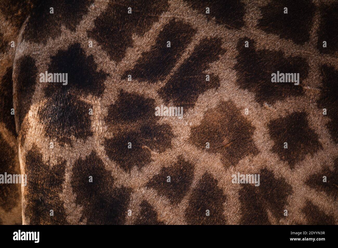 Closeup of a giraffe's fur while on safari in South Africa Stock Photo ...