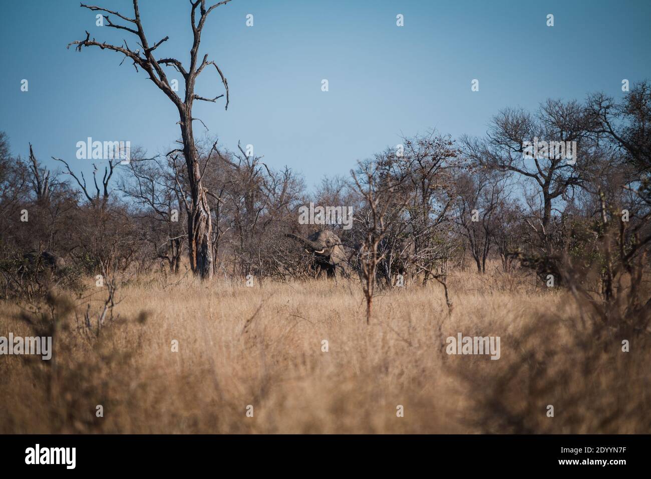 A herd of elephants in the distance during a safari in South Africa ...