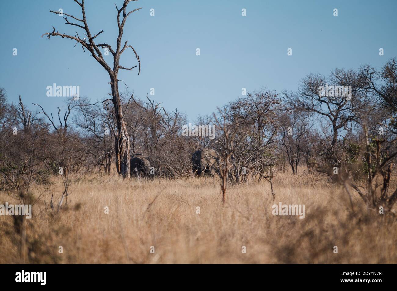 A herd of elephants in the distance during a safari in South Africa ...
