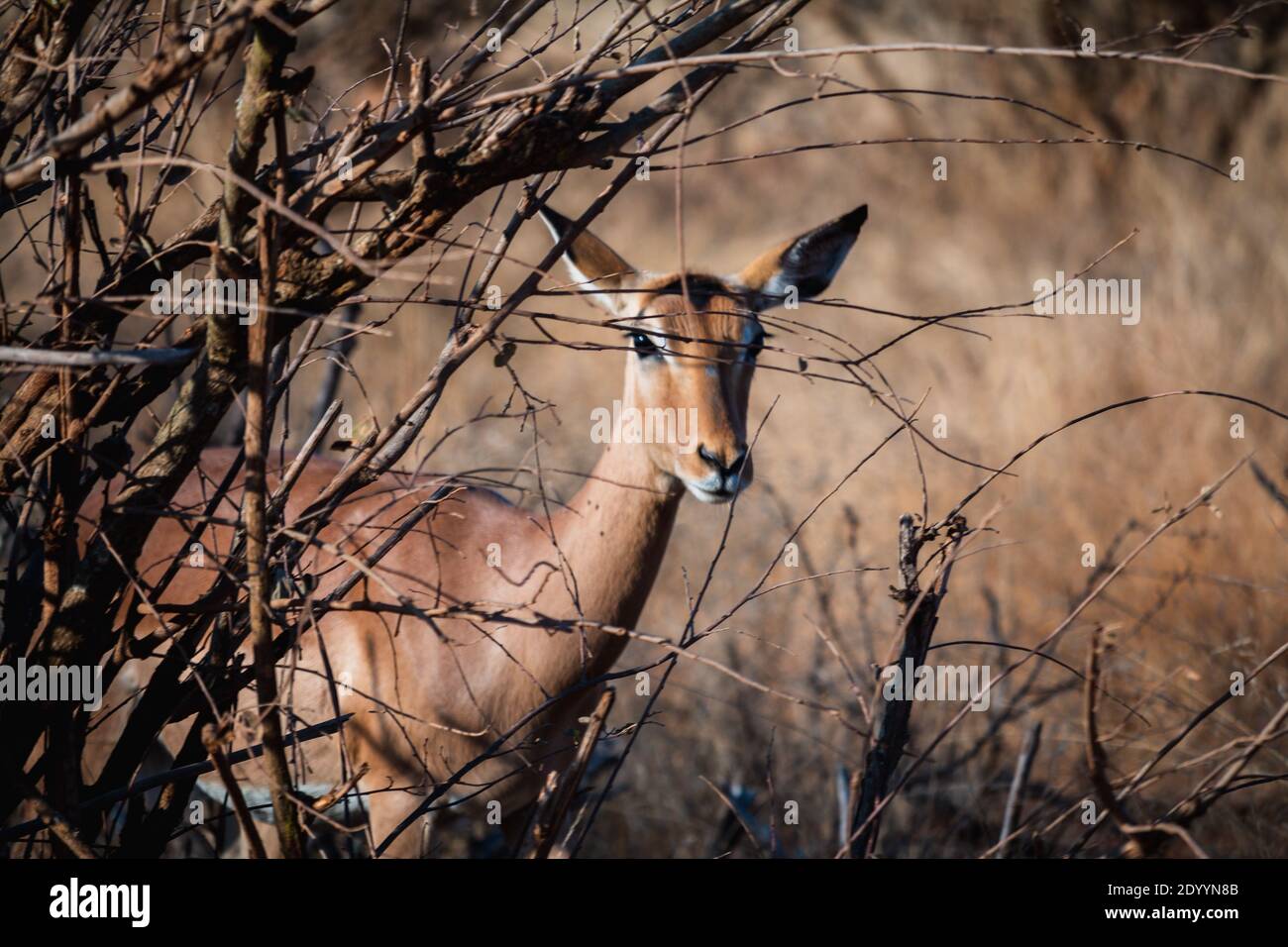 A female impala on safari in South Africa Stock Photo - Alamy