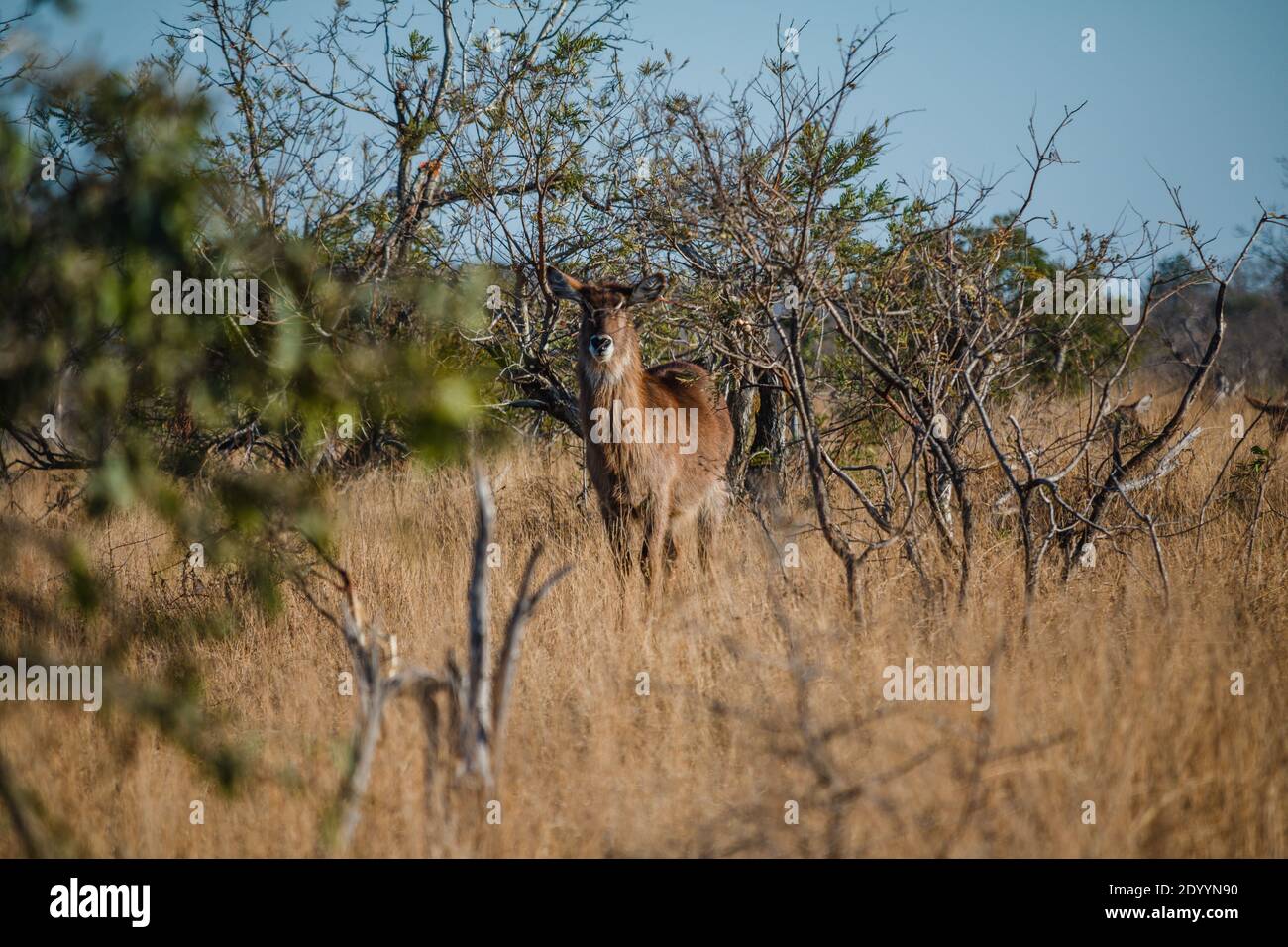 Portrait of an antelope in the bush in South Africa Stock Photo - Alamy