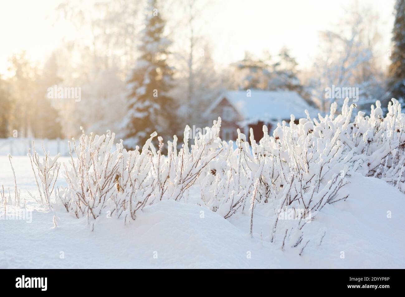 Rose bushes covered with newly fallen snow Stock Photo - Alamy
